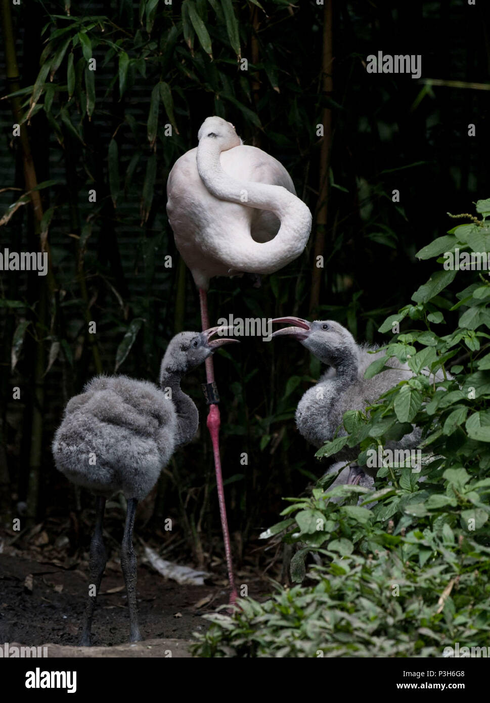 18 June 2018, Germany, Stuttgart: Two flamingo chicks standing before a ...