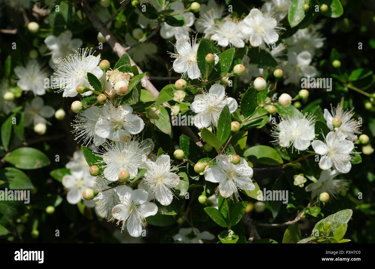 27.05.2018, Dalyan, Turkey: Bleeding an evergreen myrtle. In ancient ...