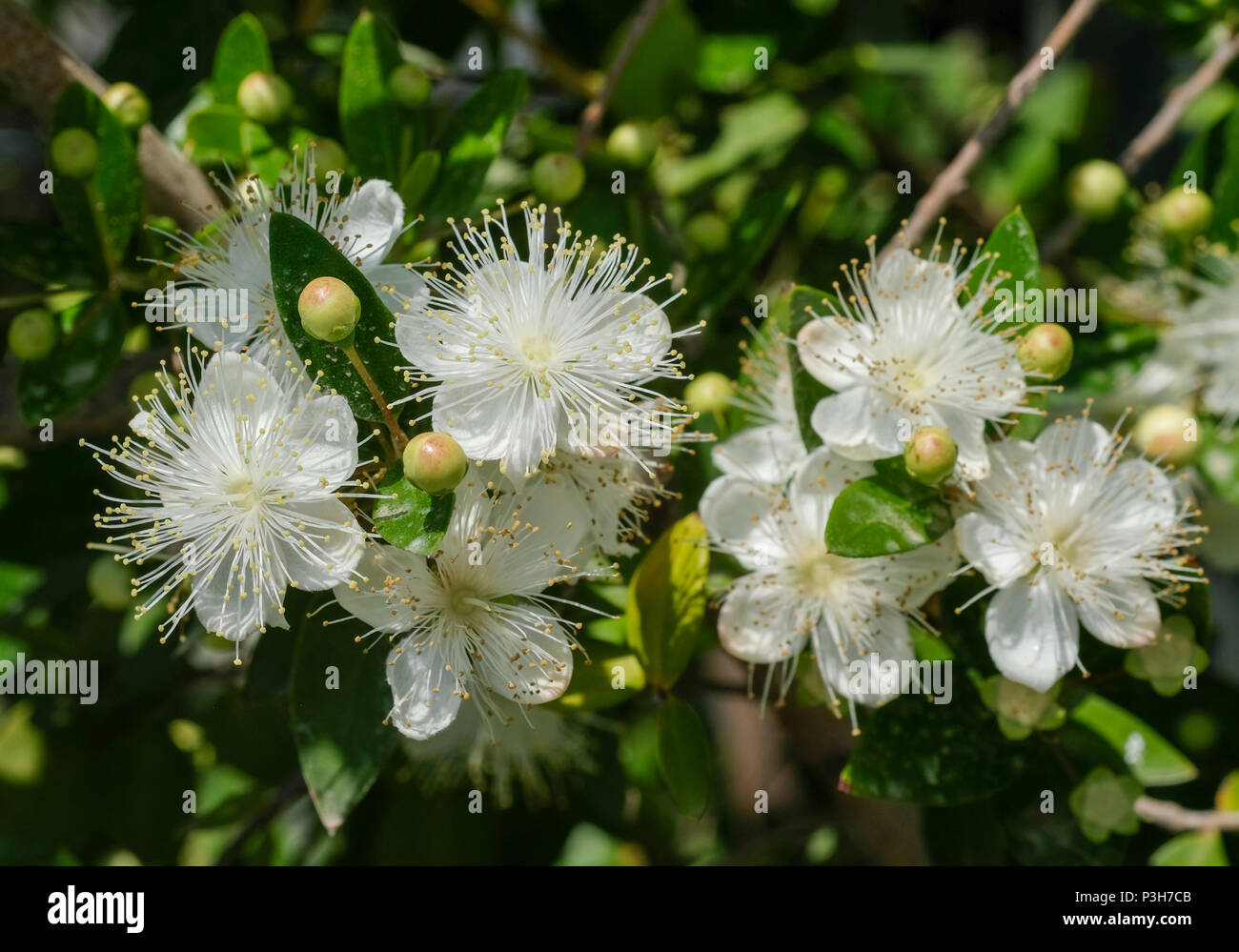 Aphrodite Goddess Of Love High Resolution Stock Photography and Images ...