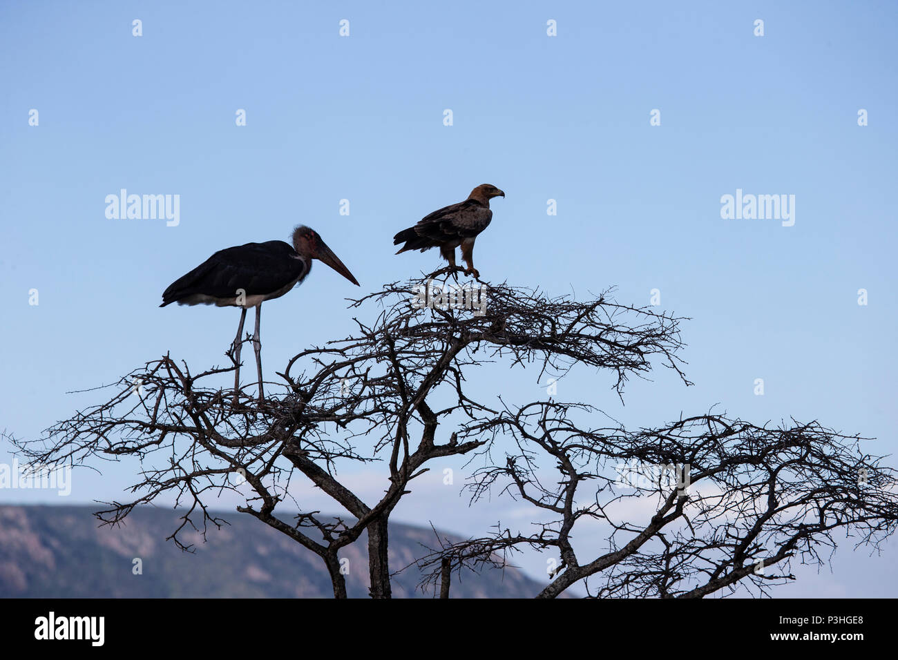 Marabou silhouette hi-res stock photography and images - Alamy