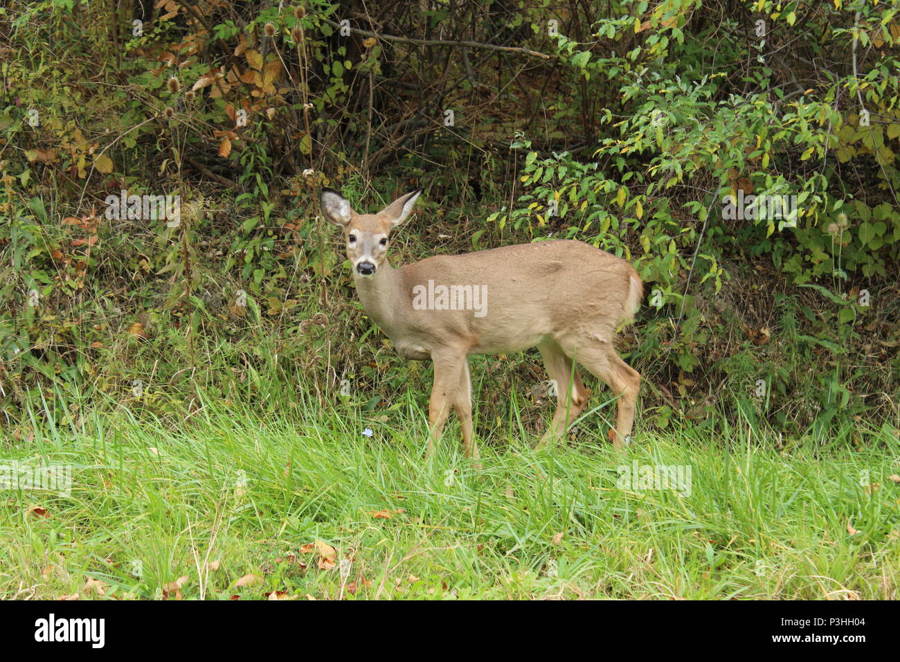 These are some of the flowers, insects, and wildlife found in Upstate ...