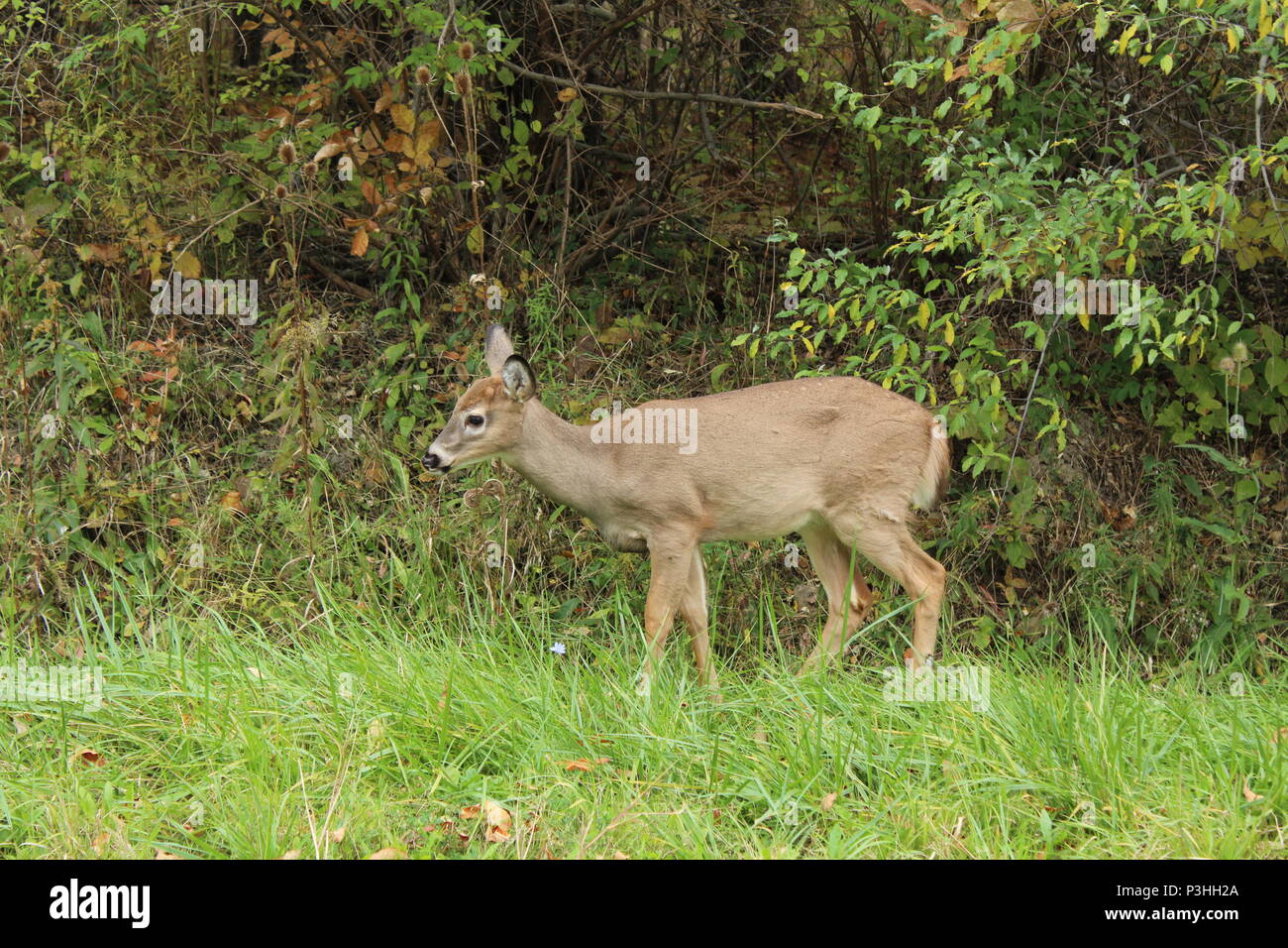 These are some of the flowers, insects, and wildlife found in Upstate ...
