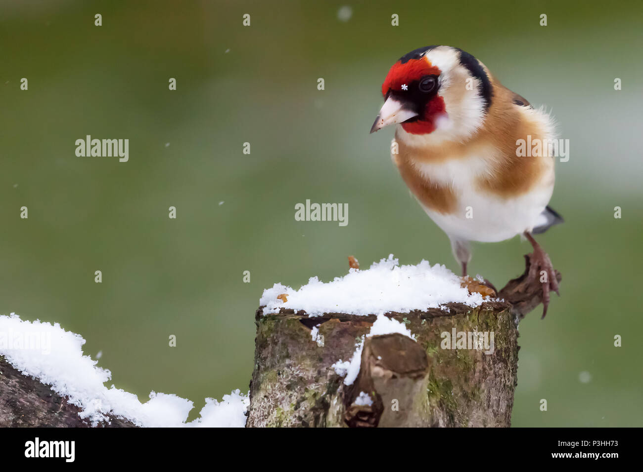 Gold crested bird hi-res stock photography and images - Alamy
