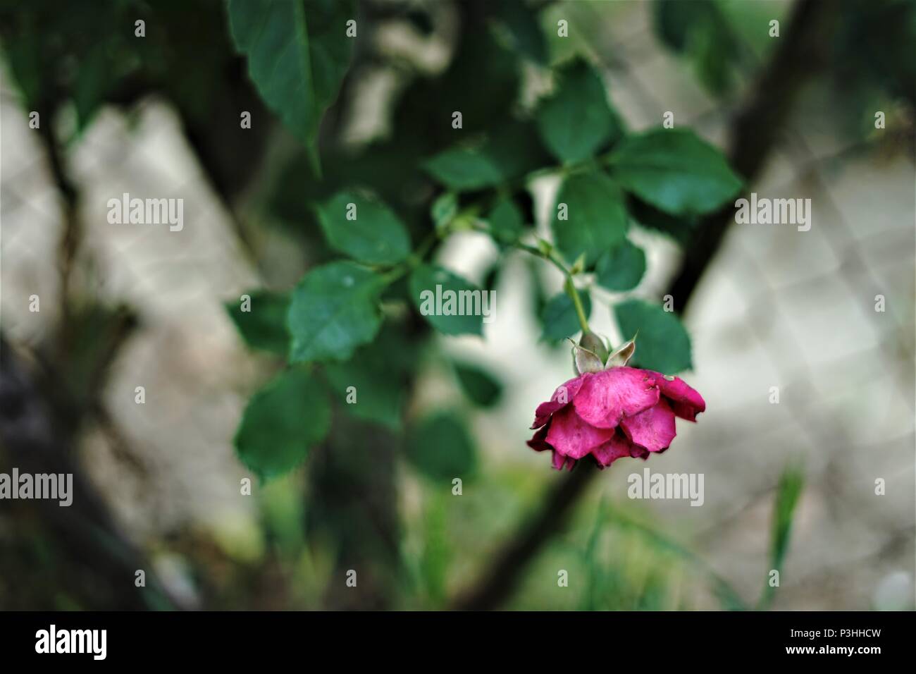 Lost Identity High Resolution Stock Photography and Images - Alamy