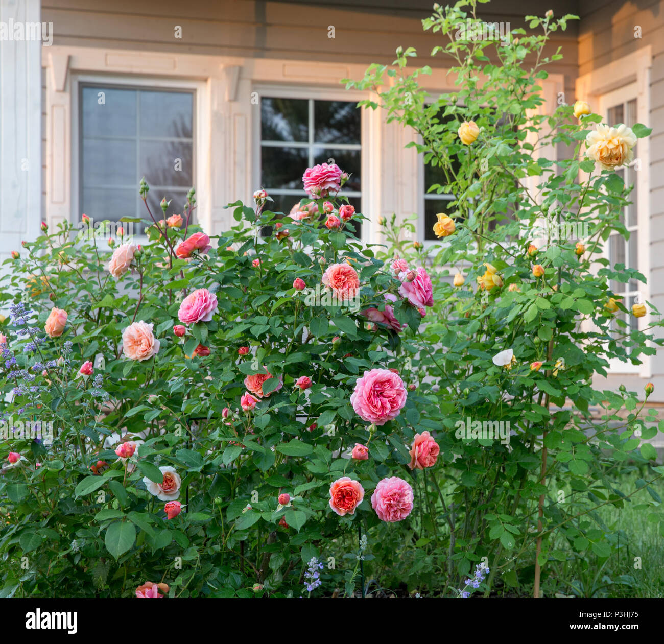 Courtyard garden domestic hi-res stock photography and images - Alamy