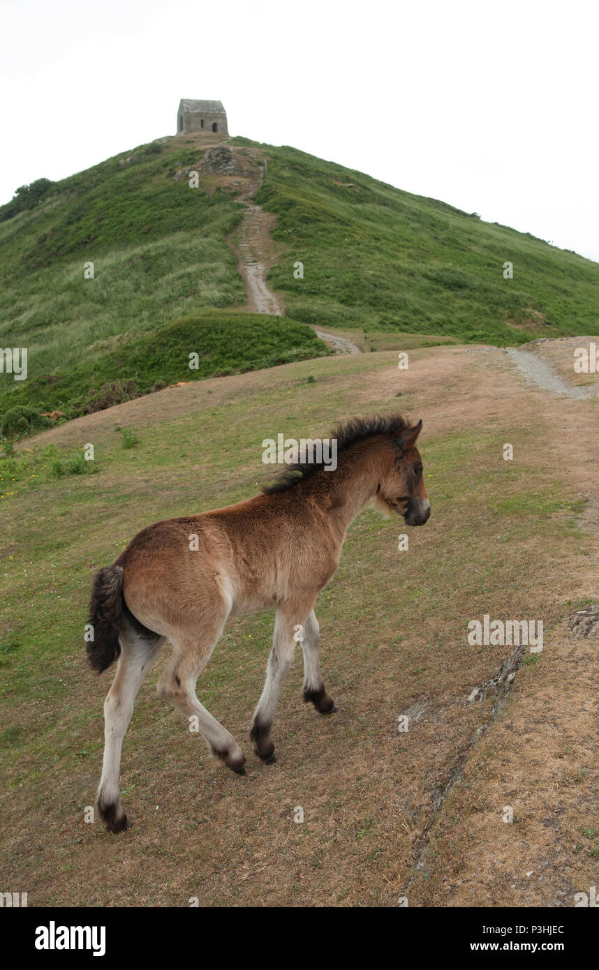 Rame Head headland, wild Dartmoor Ponies released by the National Trust ...