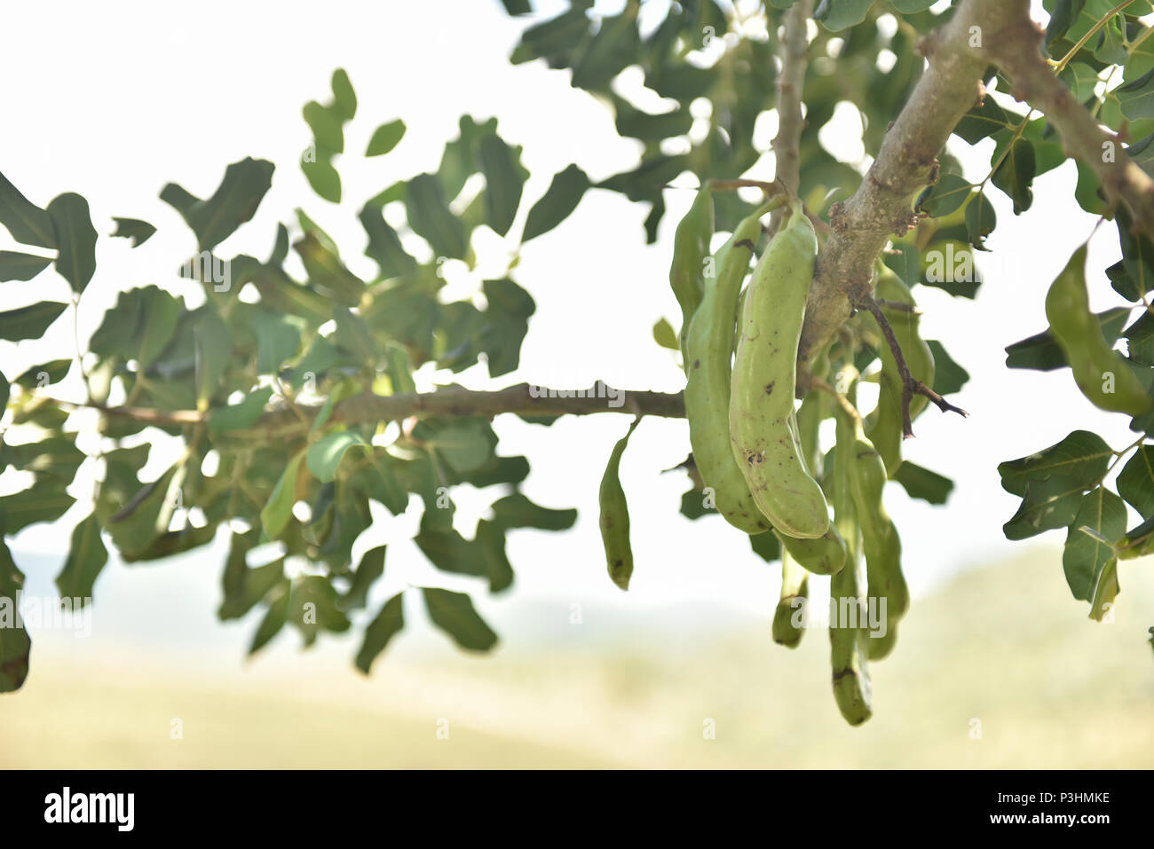 Carob Plant High Resolution Stock Photography and Images - Alamy