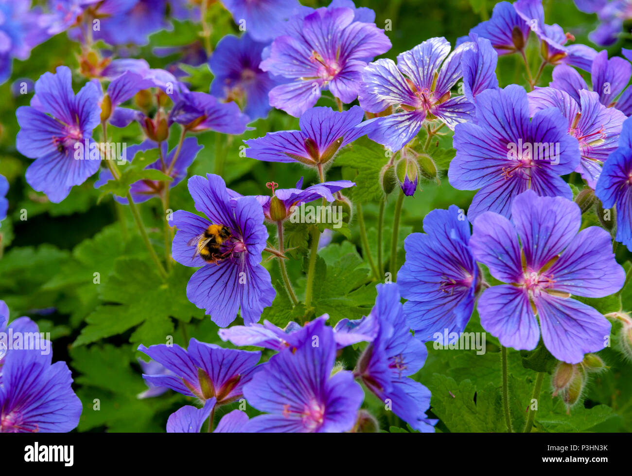 Lincolnshire, England UK - A bee on a Geranium (Geranium pratense ...