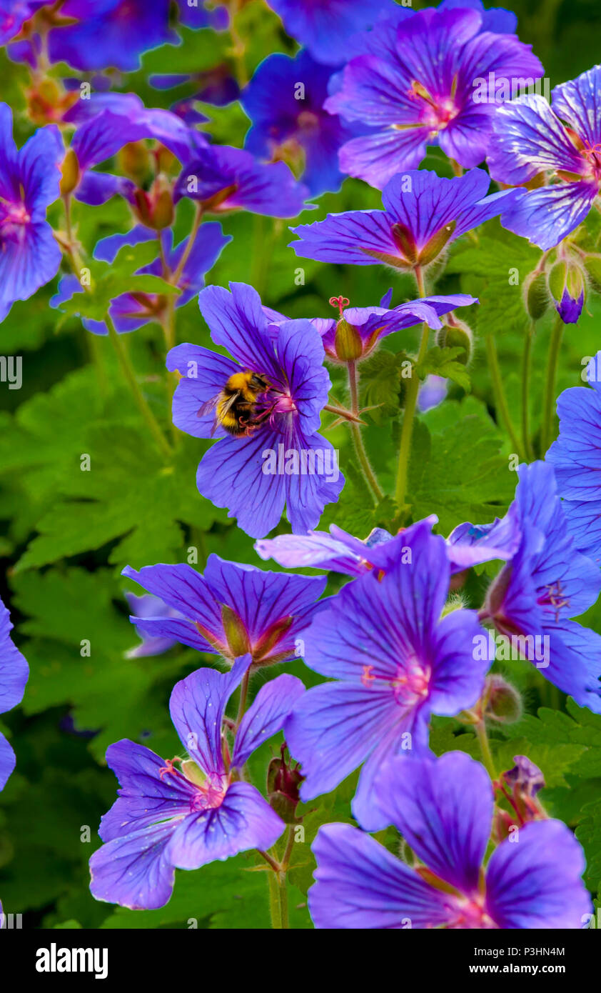 Geranium flower bed hi-res stock photography and images - Alamy