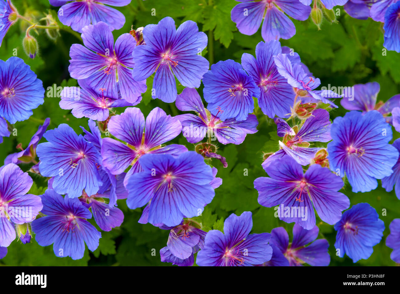 Geranium flower border hi-res stock photography and images - Alamy