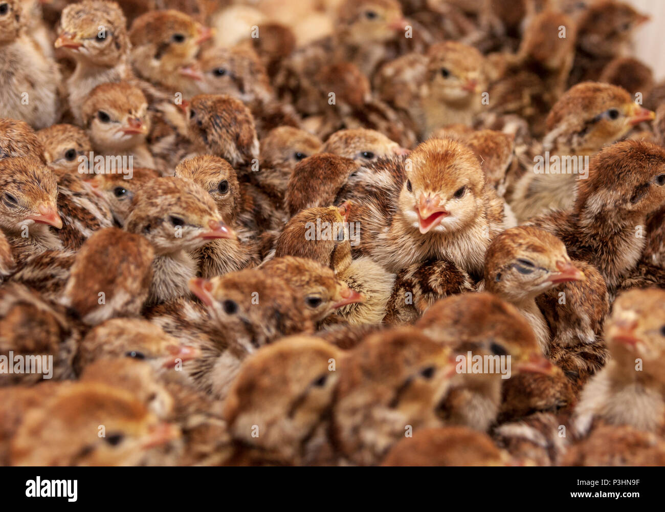 Baby pheasants hi-res stock photography and images - Alamy