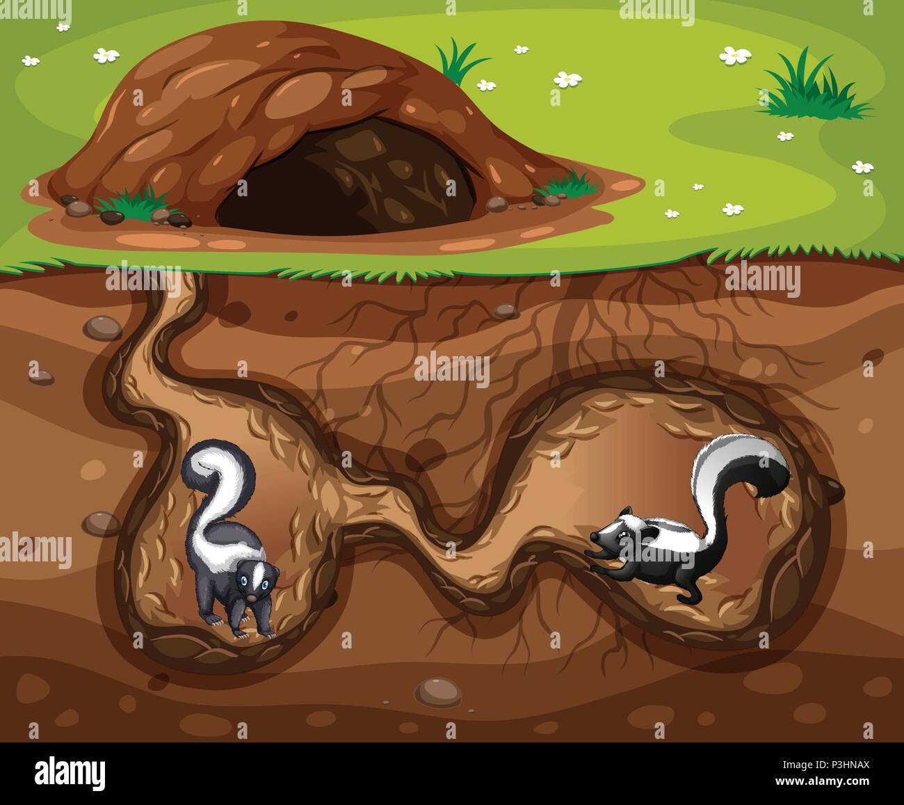 Skunk Living in the Hole illustration Stock Vector Image & Art - Alamy