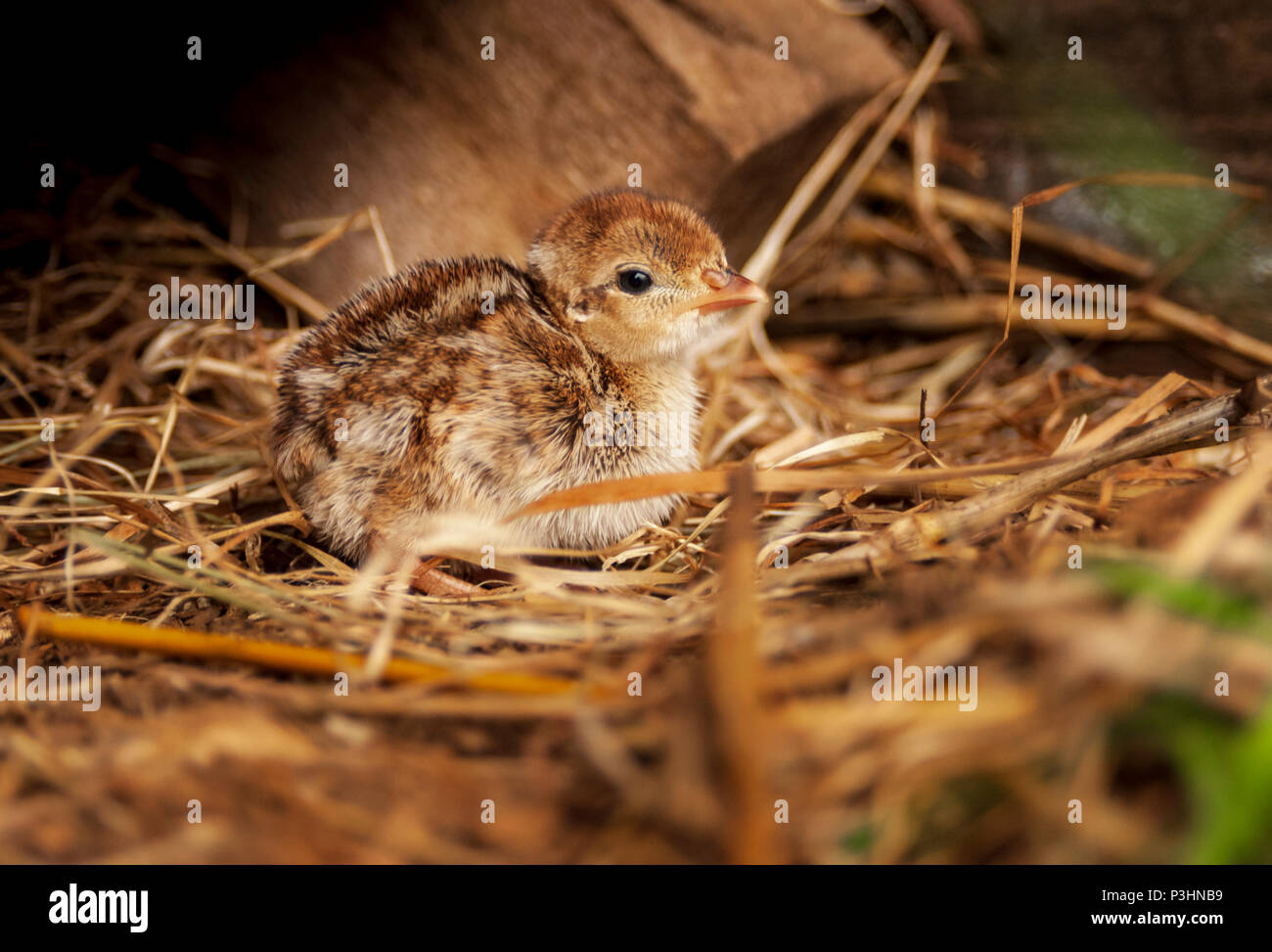 Day old French Partridge chick sat on the corner of a barn on straw ...