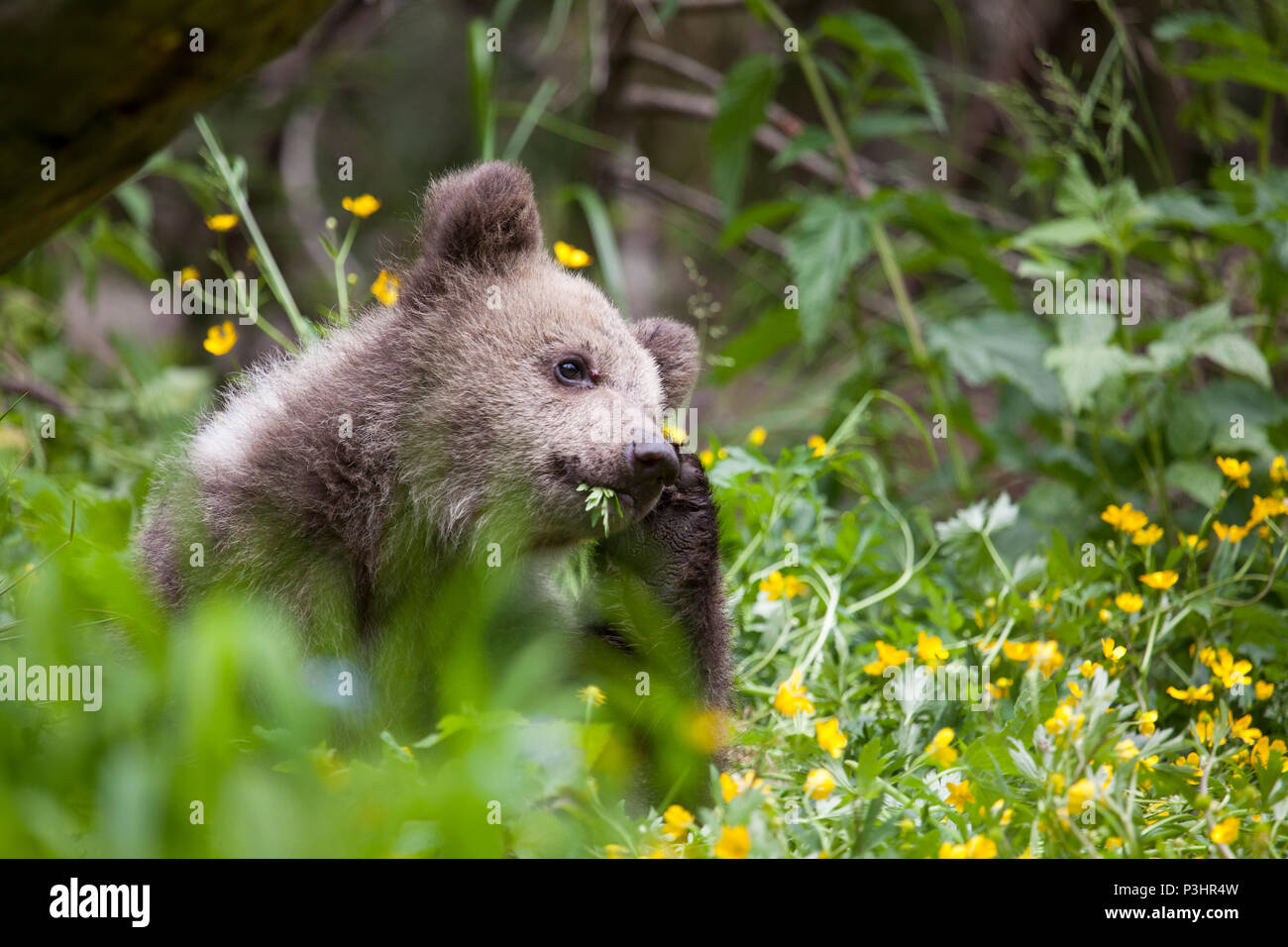 bear cub scratching head with plant in mouth in green, yellow bright ...