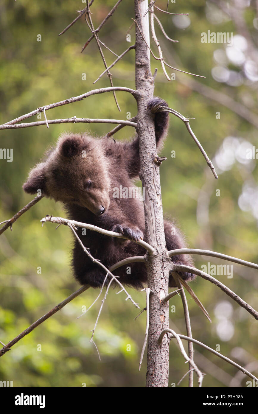 bear baby cub up a spruce tree looking down in green forest with clear ...