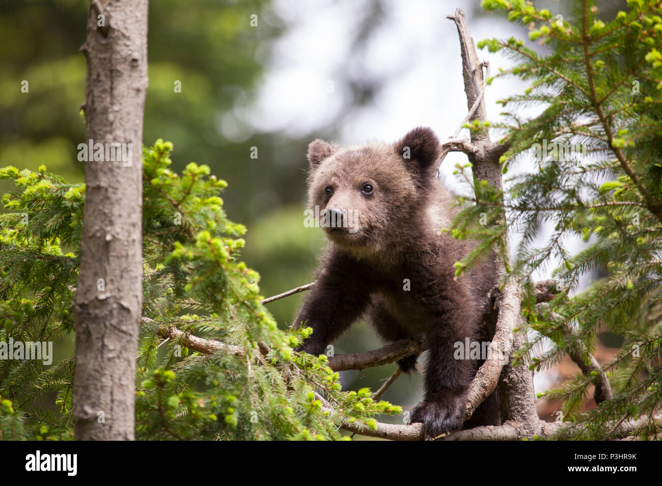 baby bear up a tree with big eyes in green spruce forest on bright ...