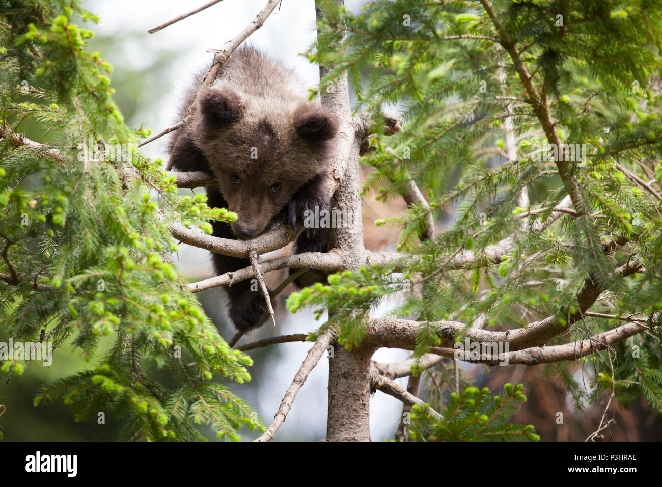 Look stuck hi-res stock photography and images - Alamy