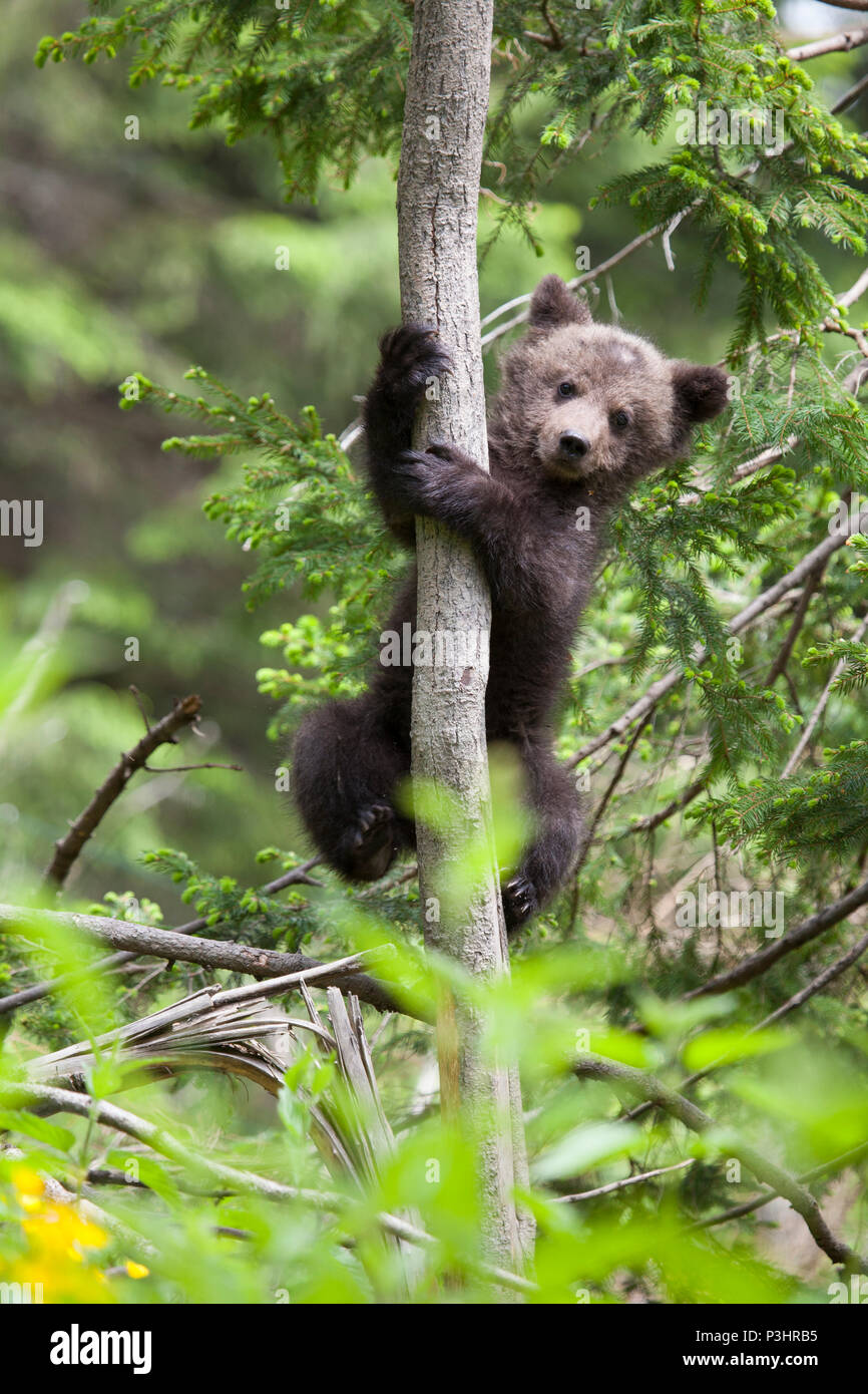 bear cub climbed in tree hanging on wth both paws to spruce in green ...