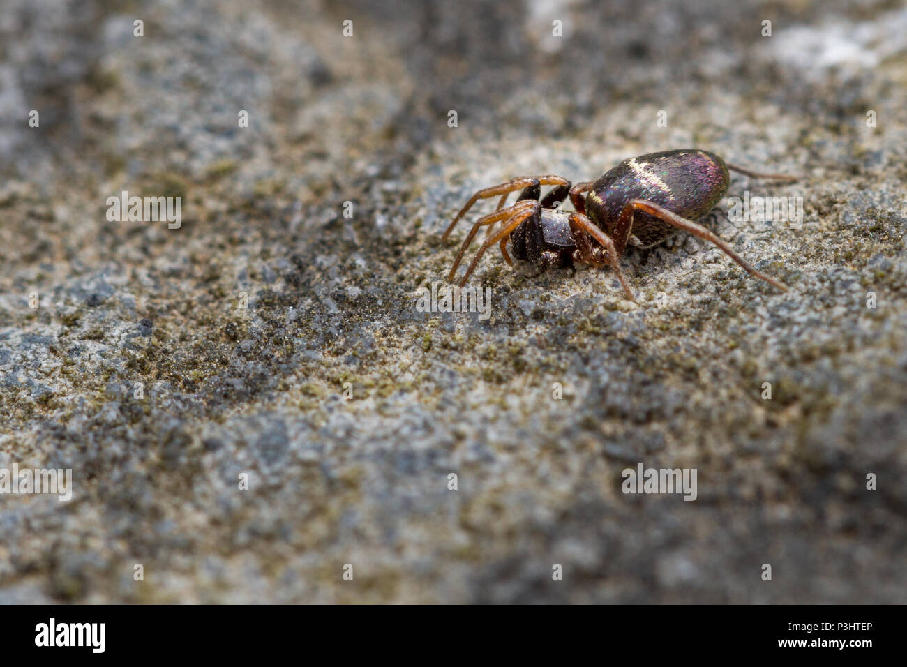 UK wildlife: the glossy ant mimic spider Stock Photo - Alamy