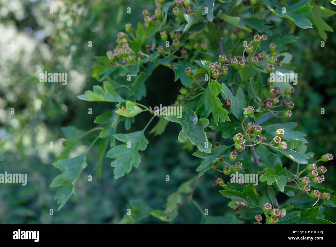 Crataegus tree branch in a park in June Stock Photo - Alamy