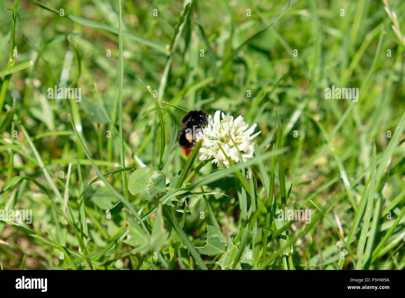 Bee pollinating White Clover (Trifolium repens Stock Photo - Alamy