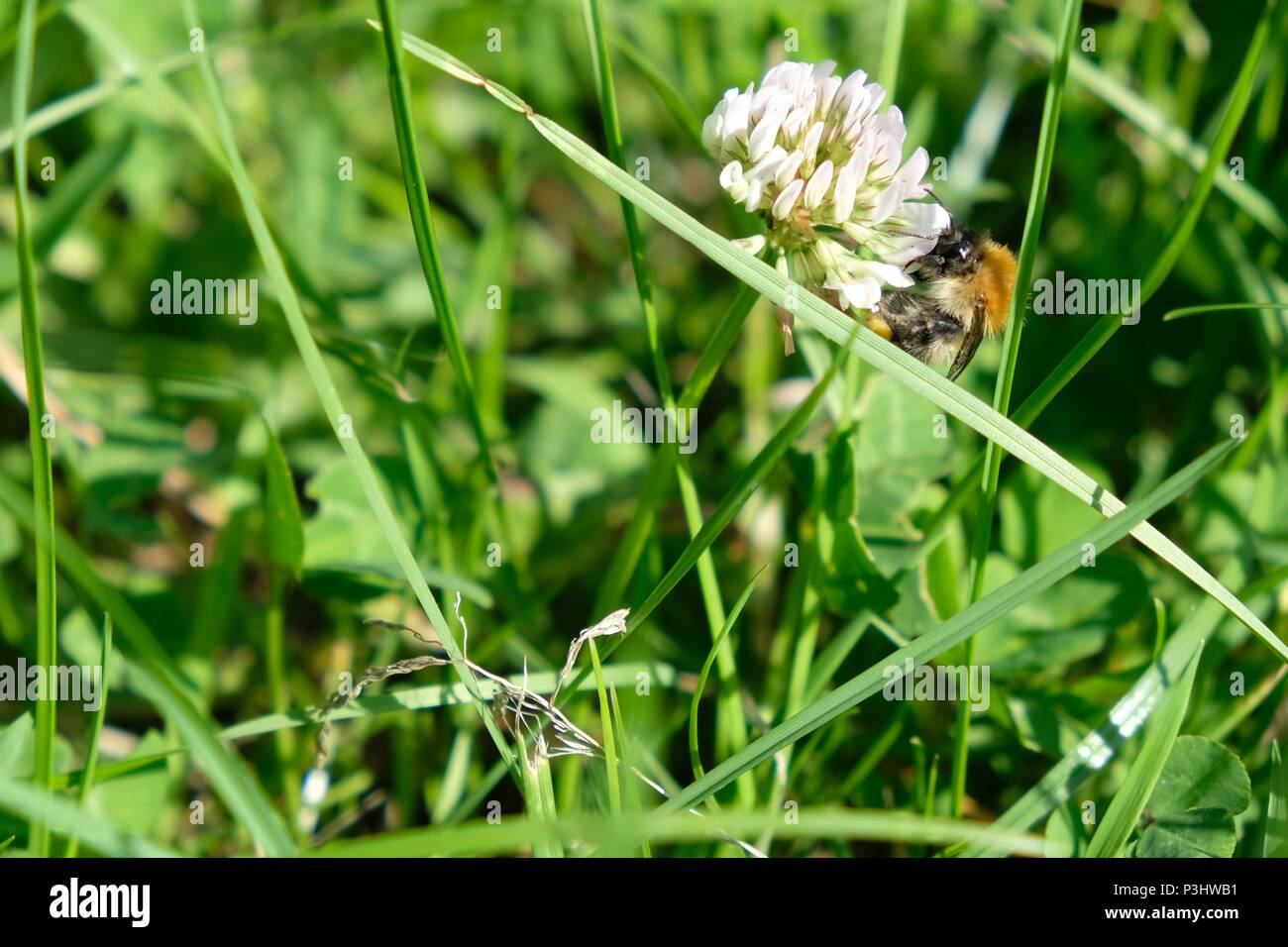 Bee pollinating White Clover (Trifolium repens Stock Photo - Alamy