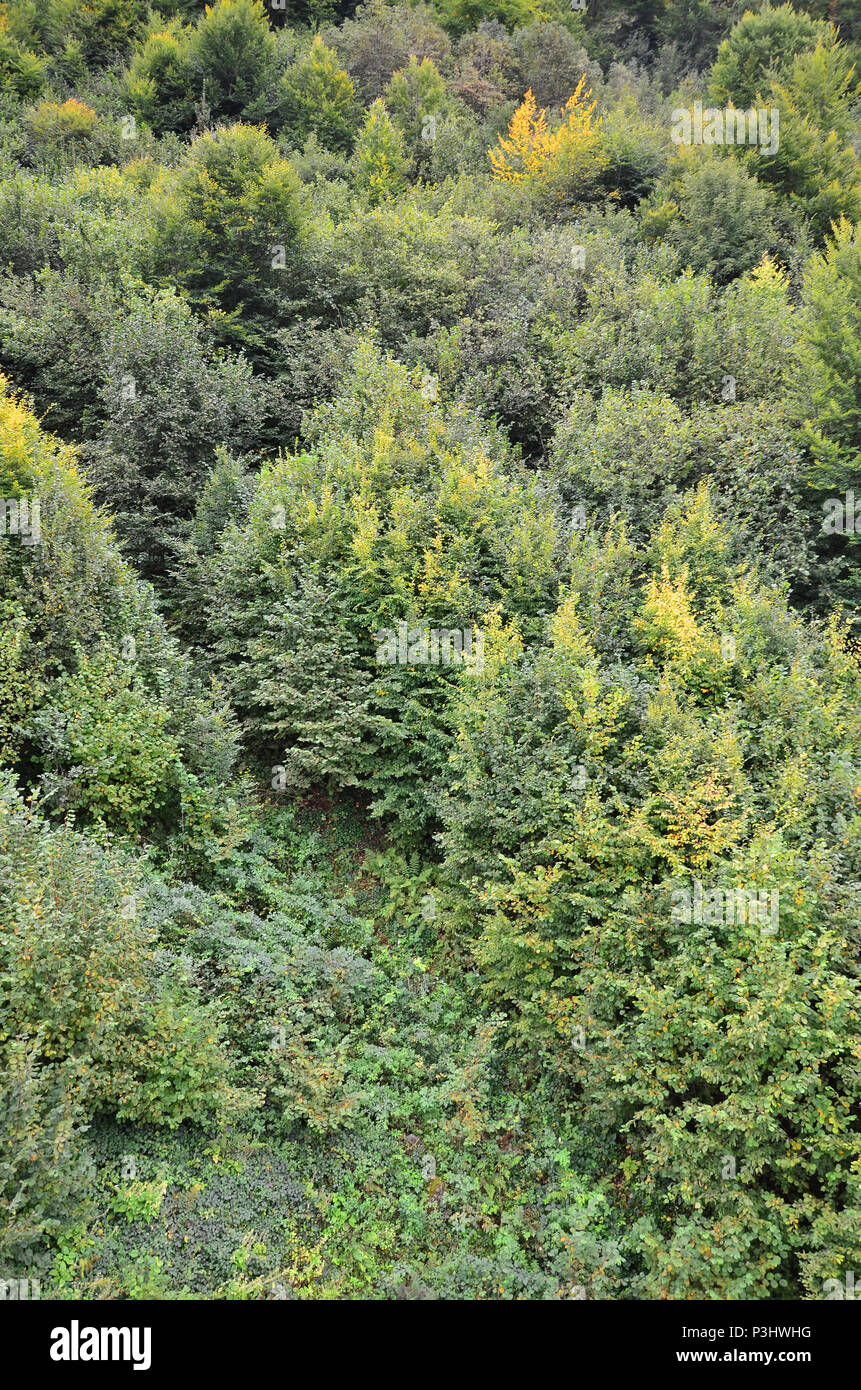 Texture of a mountain forest with many green trees. View from high ...