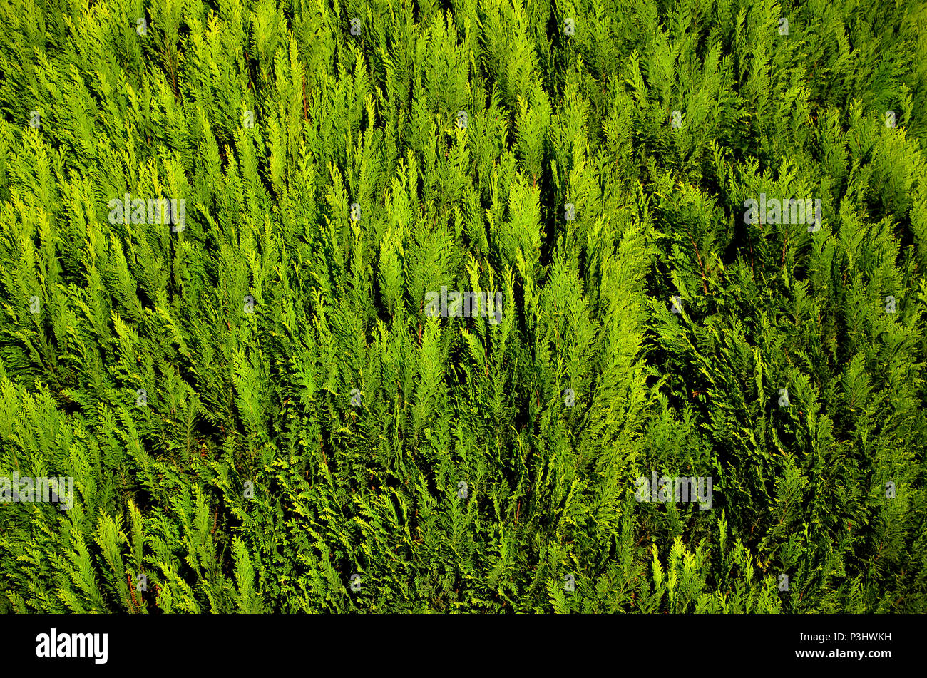 The texture of many branches of green coniferous tree in daylight Stock ...