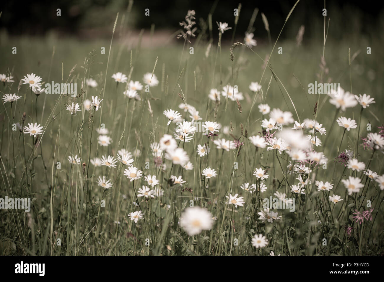 Daisy flowers with beautiful colors Stock Photo - Alamy