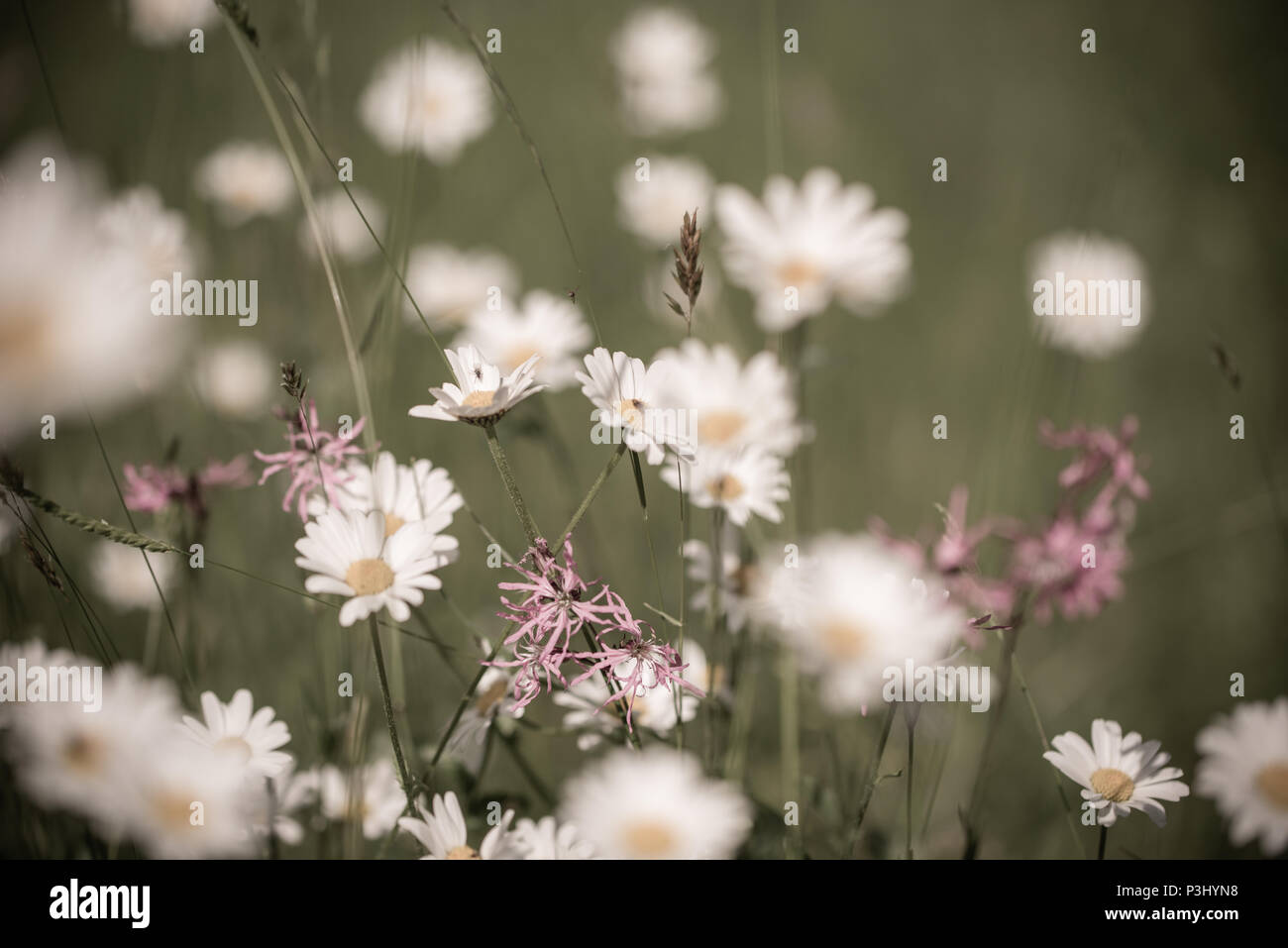 Daisy flowers with beautiful colors Stock Photo - Alamy