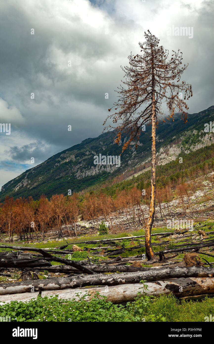 Burned pine trees hi-res stock photography and images - Alamy