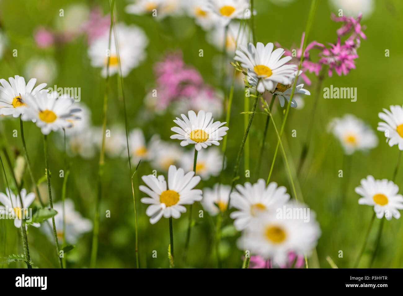 Daisy flowers with beautiful colors Stock Photo - Alamy