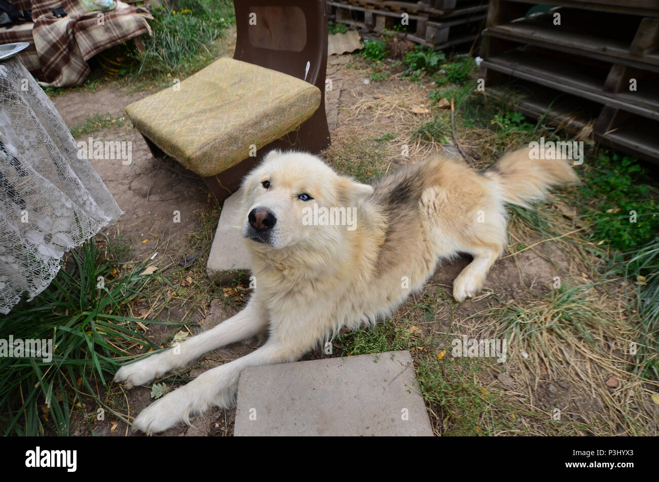 Portrait of the White Siberian Samoyed husky dog with heterochromia (a ...