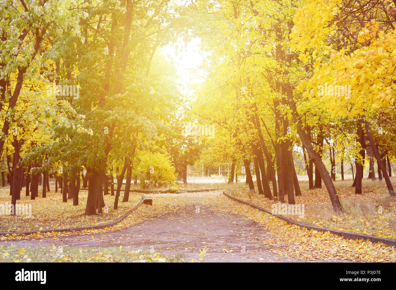 Evening landscape with yellowing trees and a lot of leaves fallen on ...