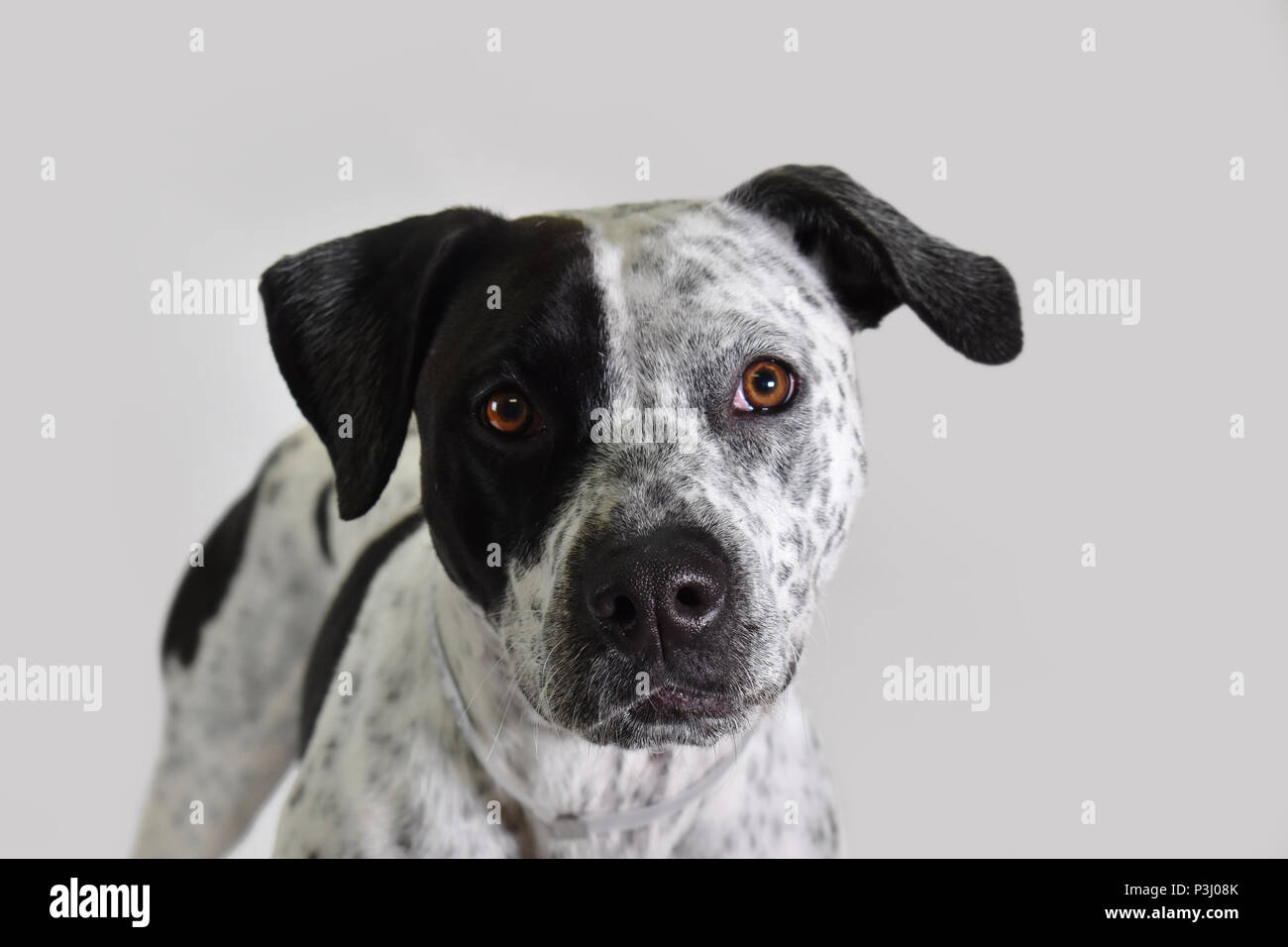 Dotted dog hi-res stock photography and images - Alamy