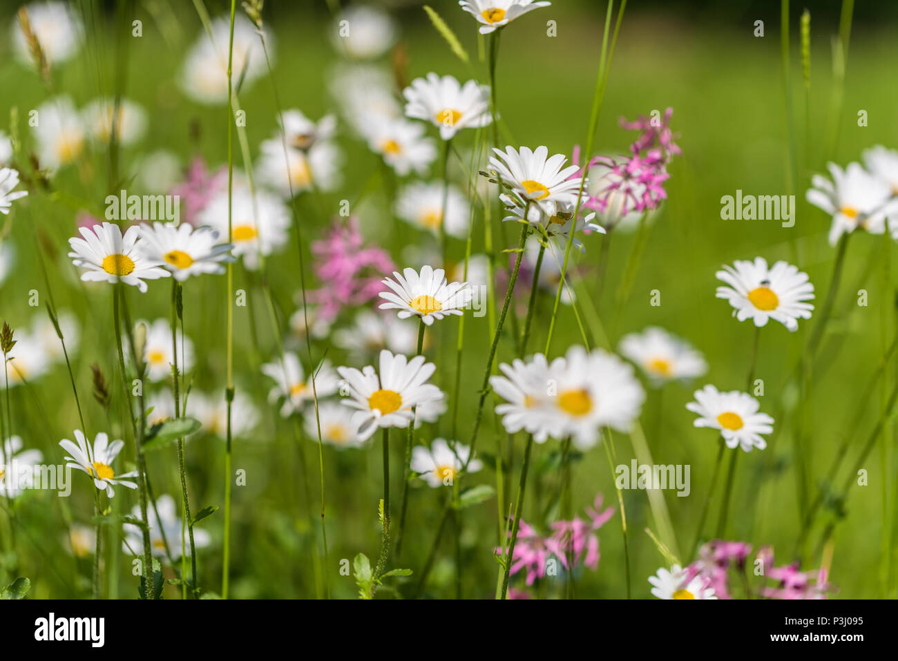 Daisy flowers with beautiful colors Stock Photo - Alamy