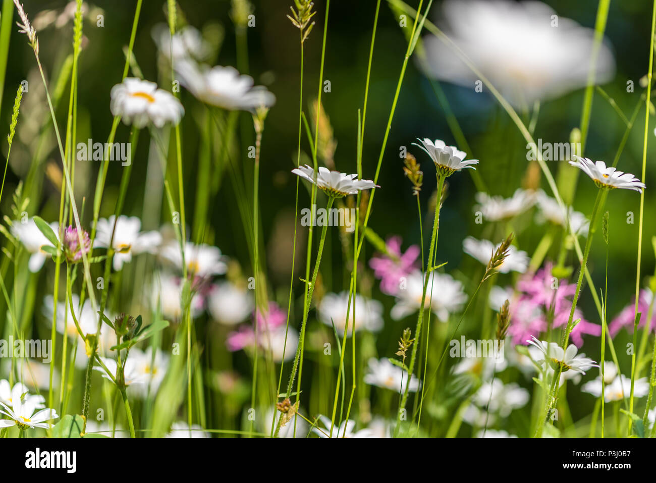 Daisy flowers with beautiful colors Stock Photo - Alamy