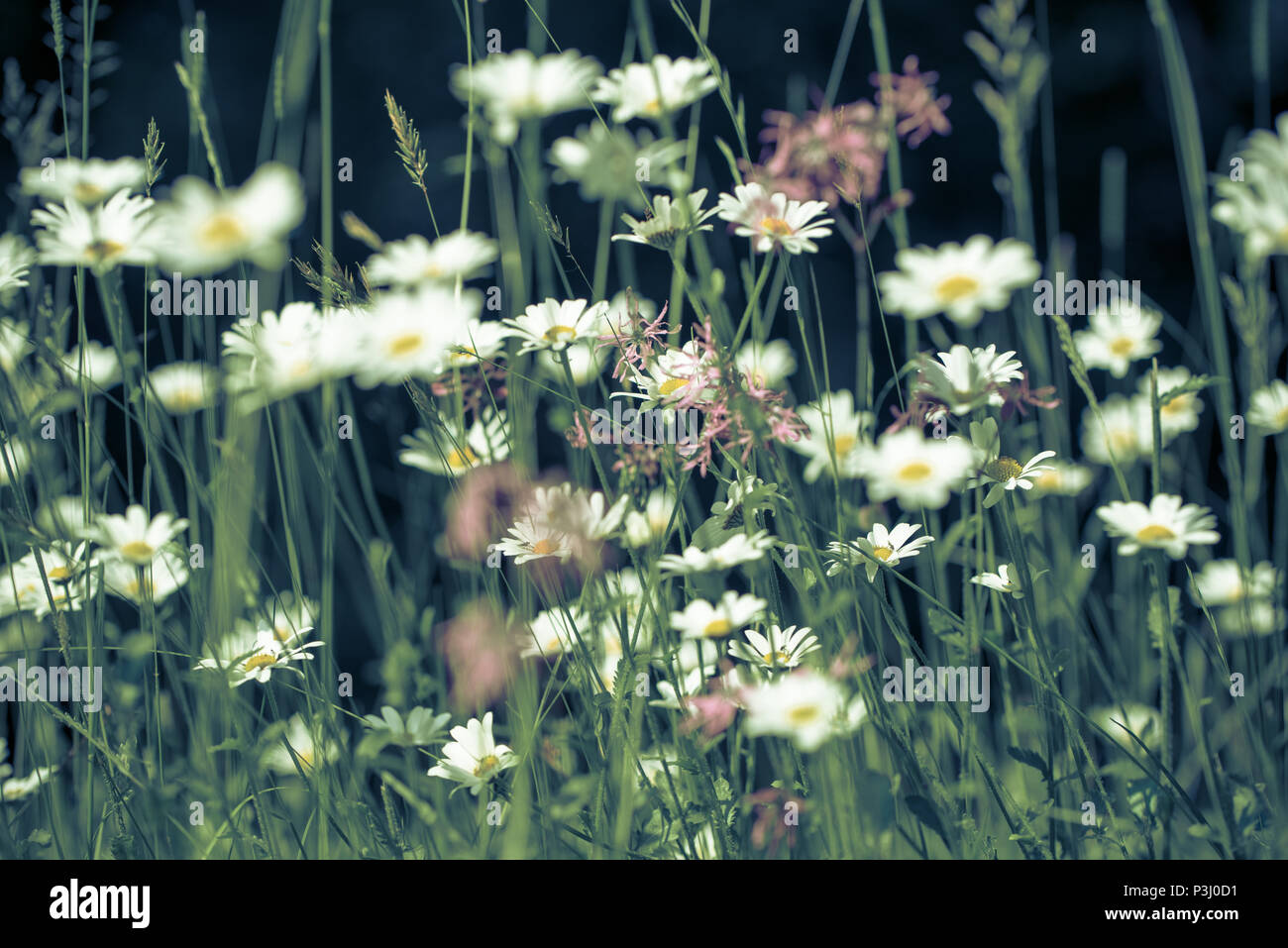 Daisy flowers with beautiful colors Stock Photo - Alamy