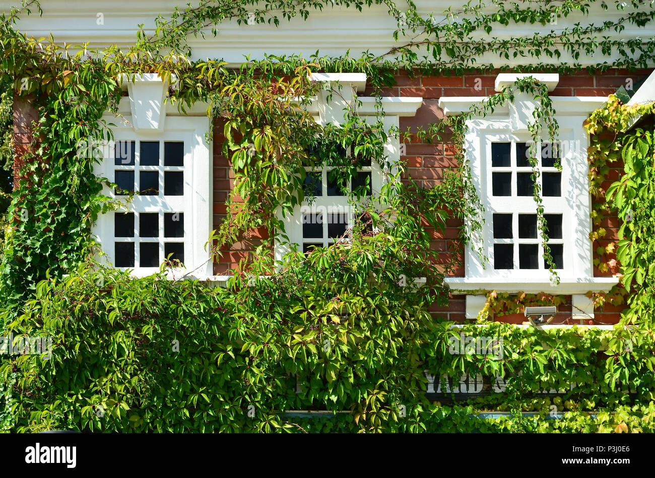 White window on green wall with climbing plant. Natural green leaf ...