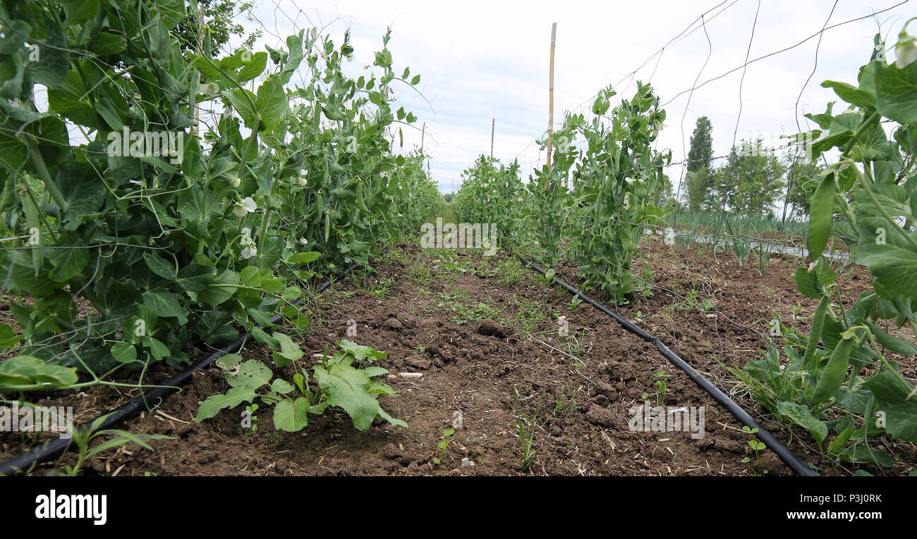 cultivation of tomato and pea plants in the garden of a country farm ...