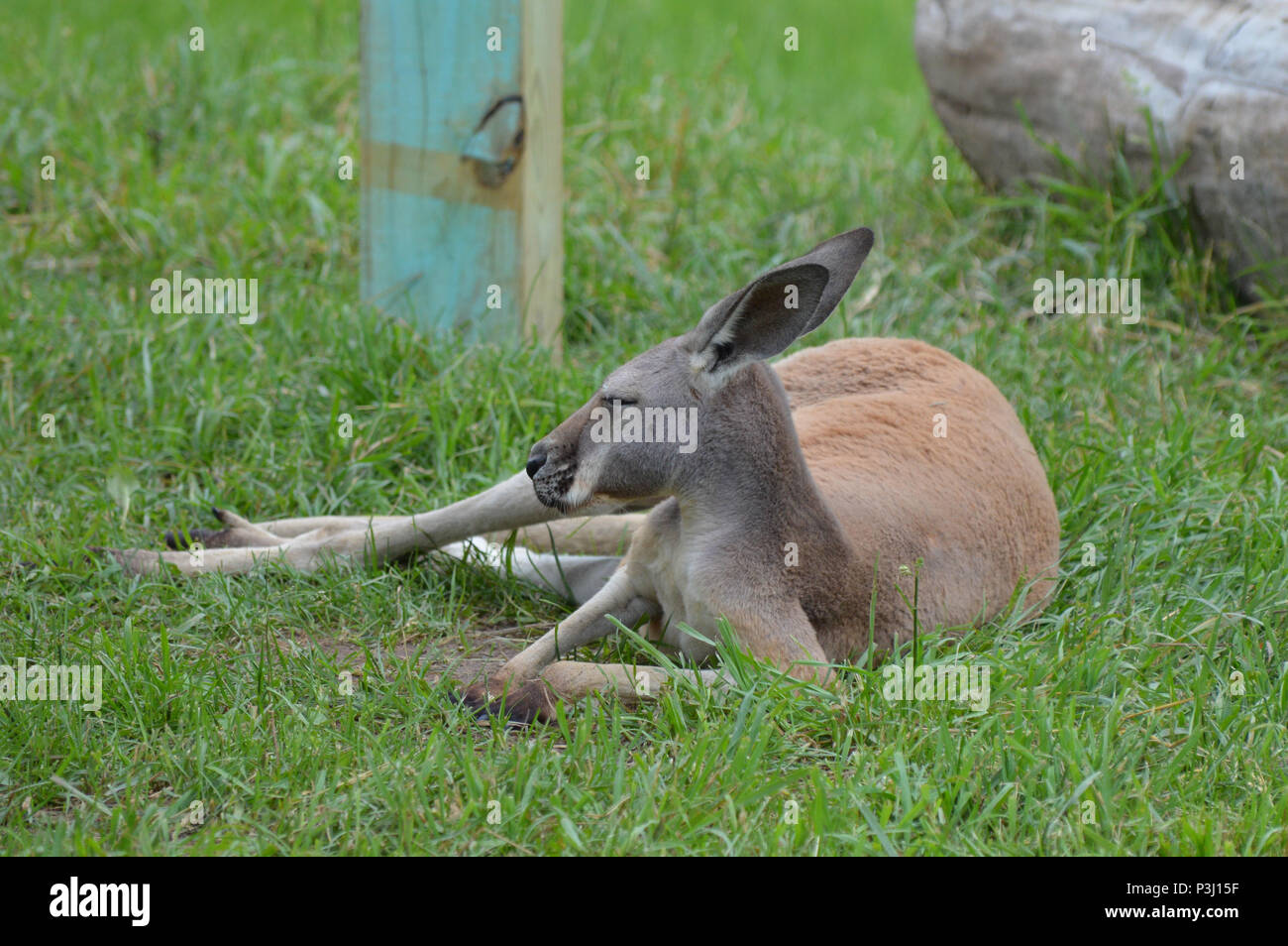 Kangaroo laying in the grass Stock Photo - Alamy