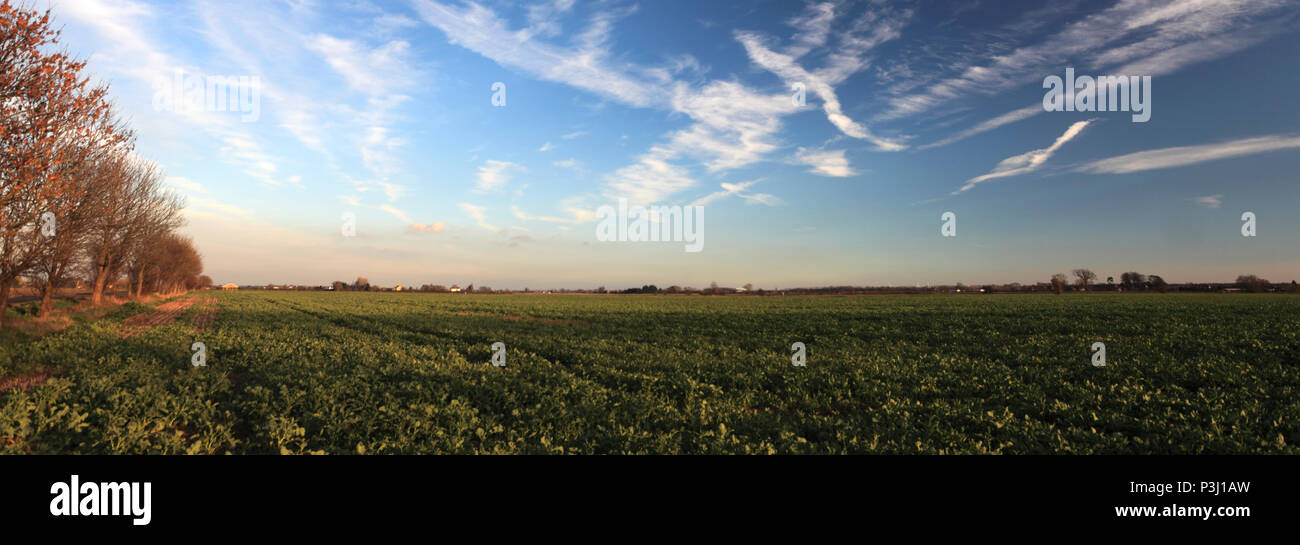 Summer, Fenland crop fields, near Ely, Cambridgeshire County, England ...