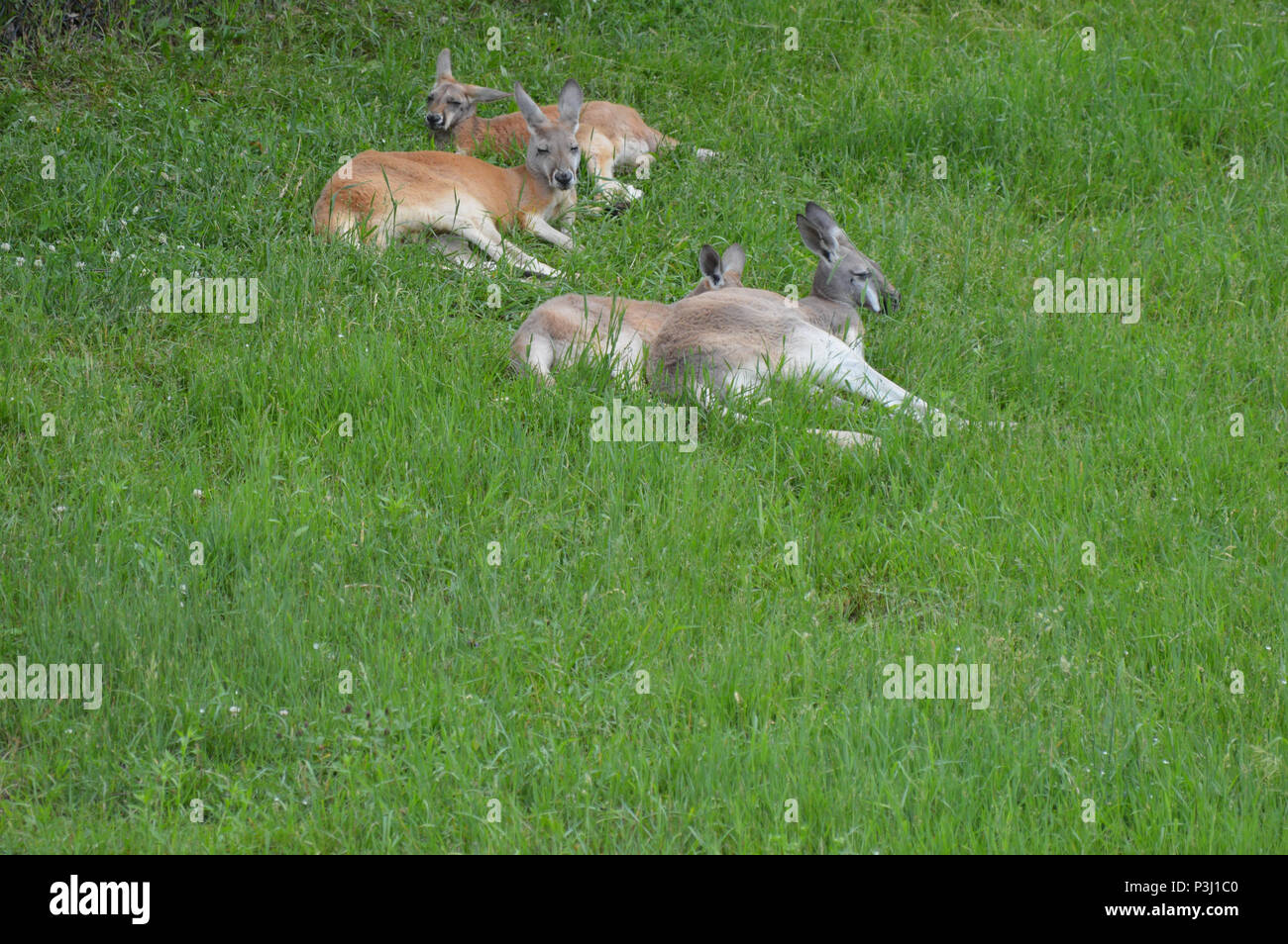Kangaroo laying in the grass Stock Photo - Alamy