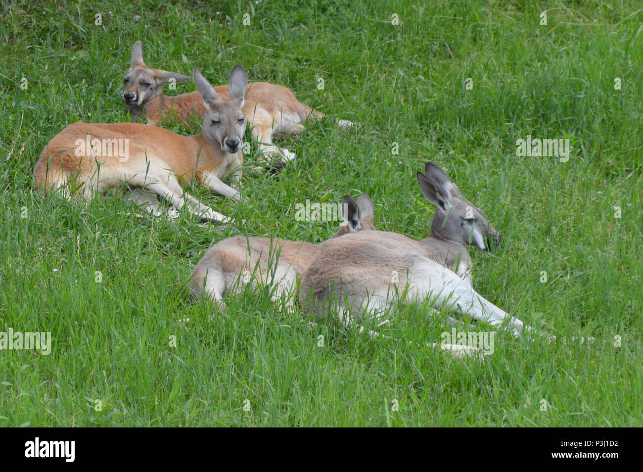 Kangaroo laying in the grass Stock Photo - Alamy