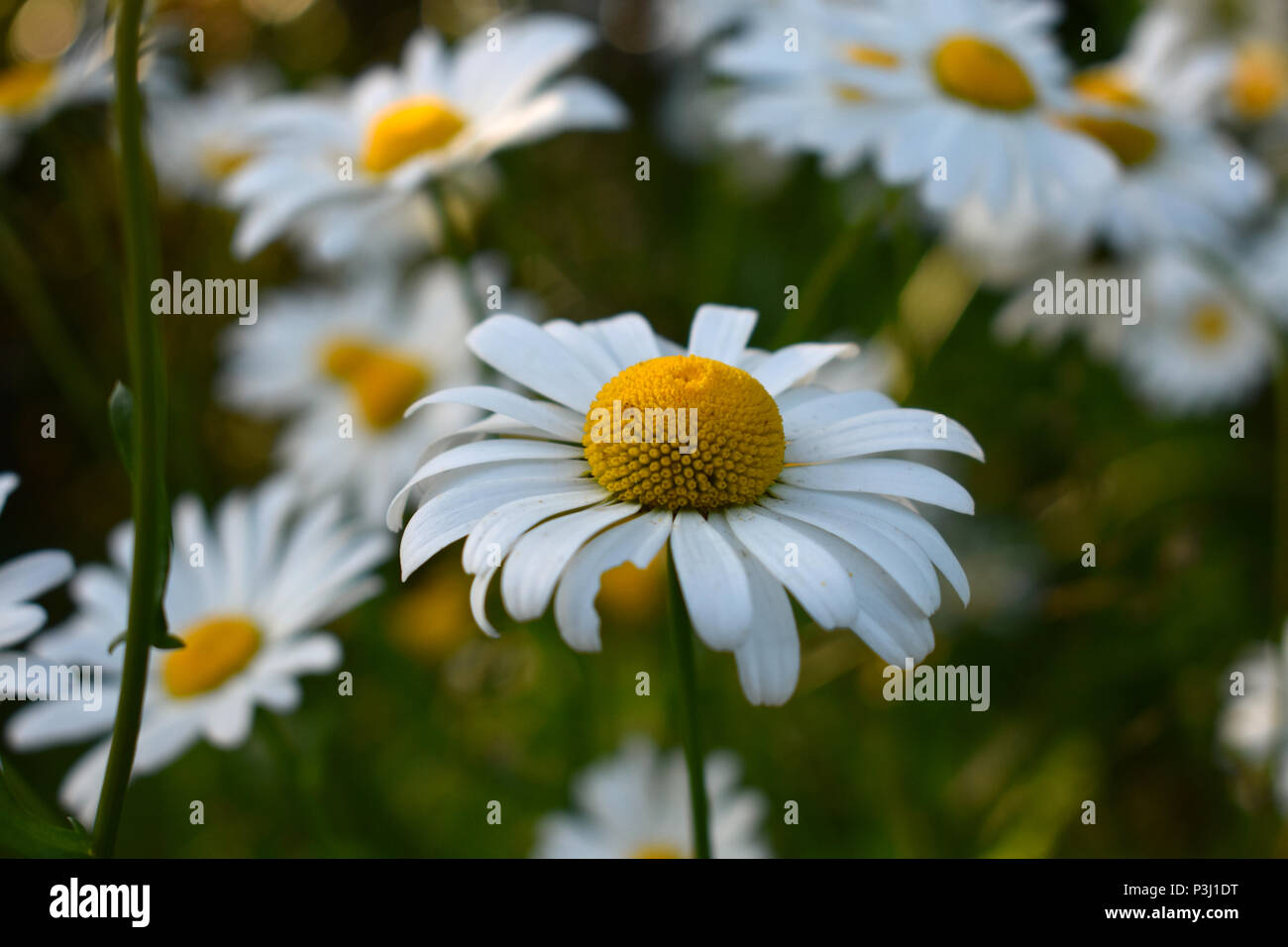 Camomile flowers hi-res stock photography and images - Alamy