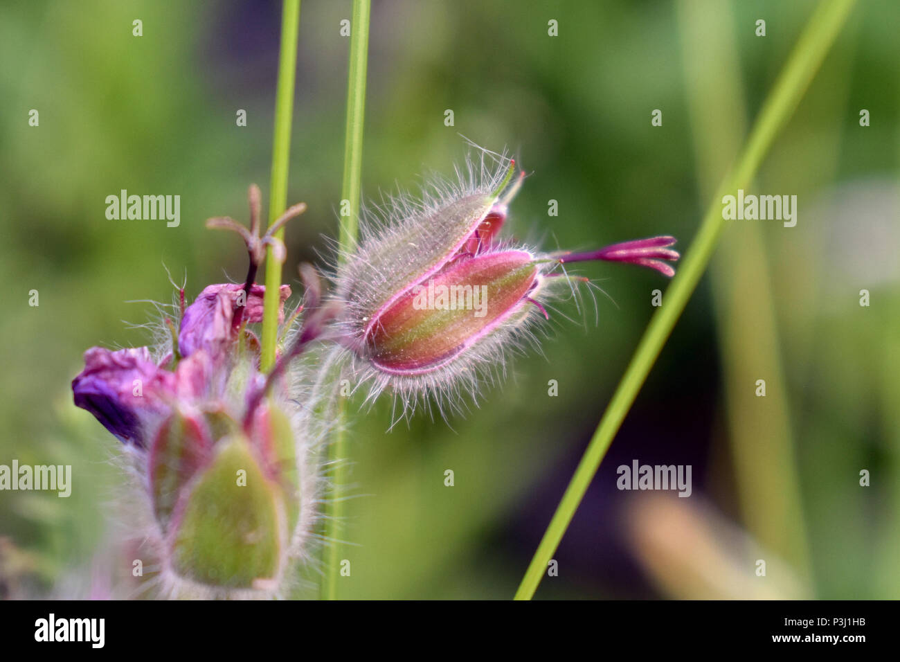 Furry buds hi-res stock photography and images - Alamy