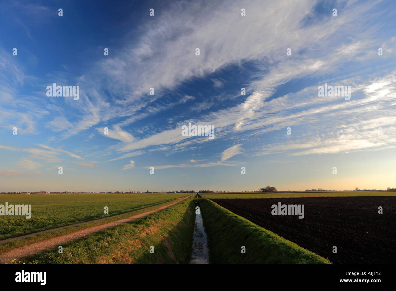 Summer, Fenland crop fields, near Ely, Cambridgeshire County, England ...