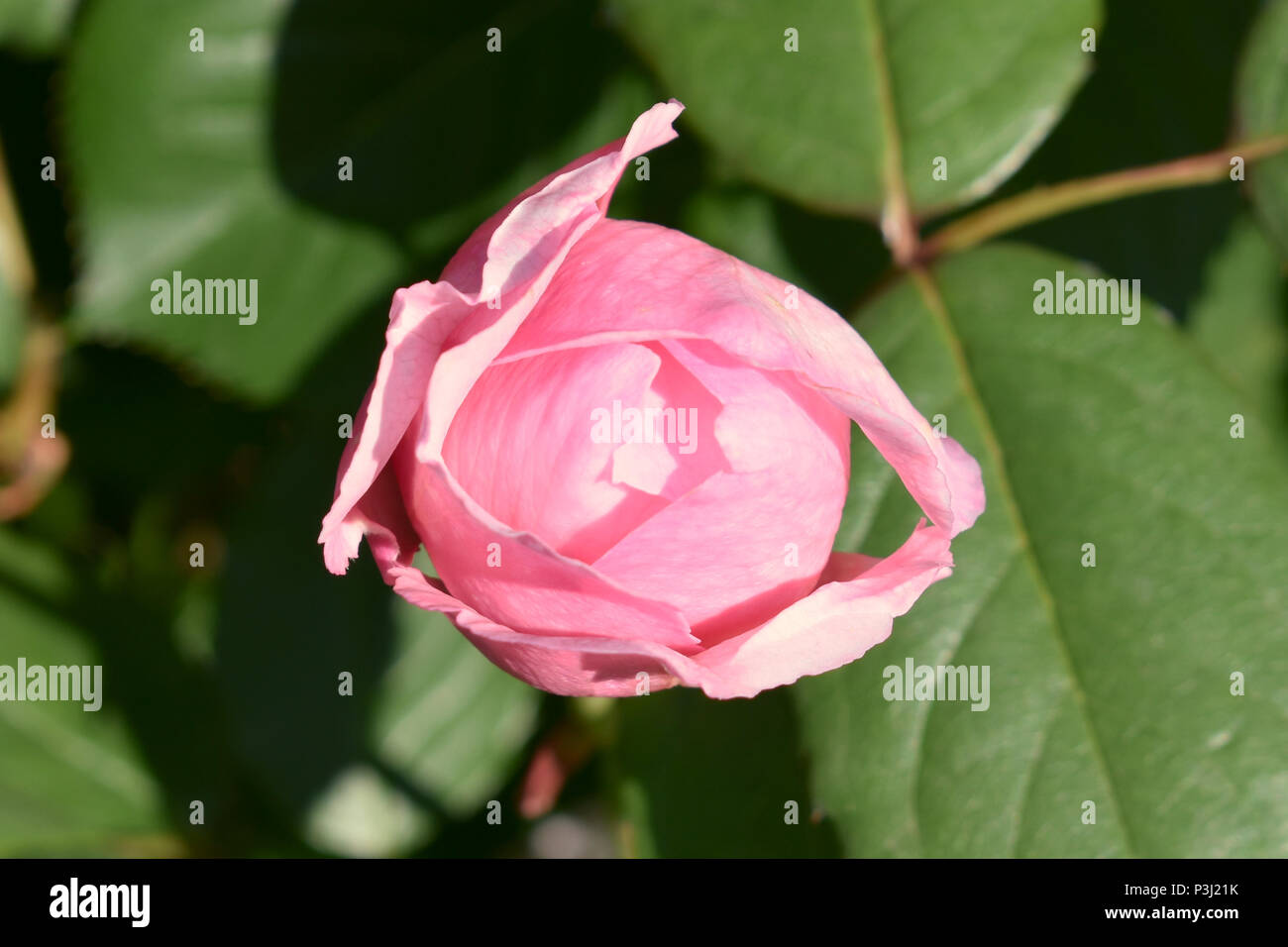 Pink rose blossom Stock Photo - Alamy