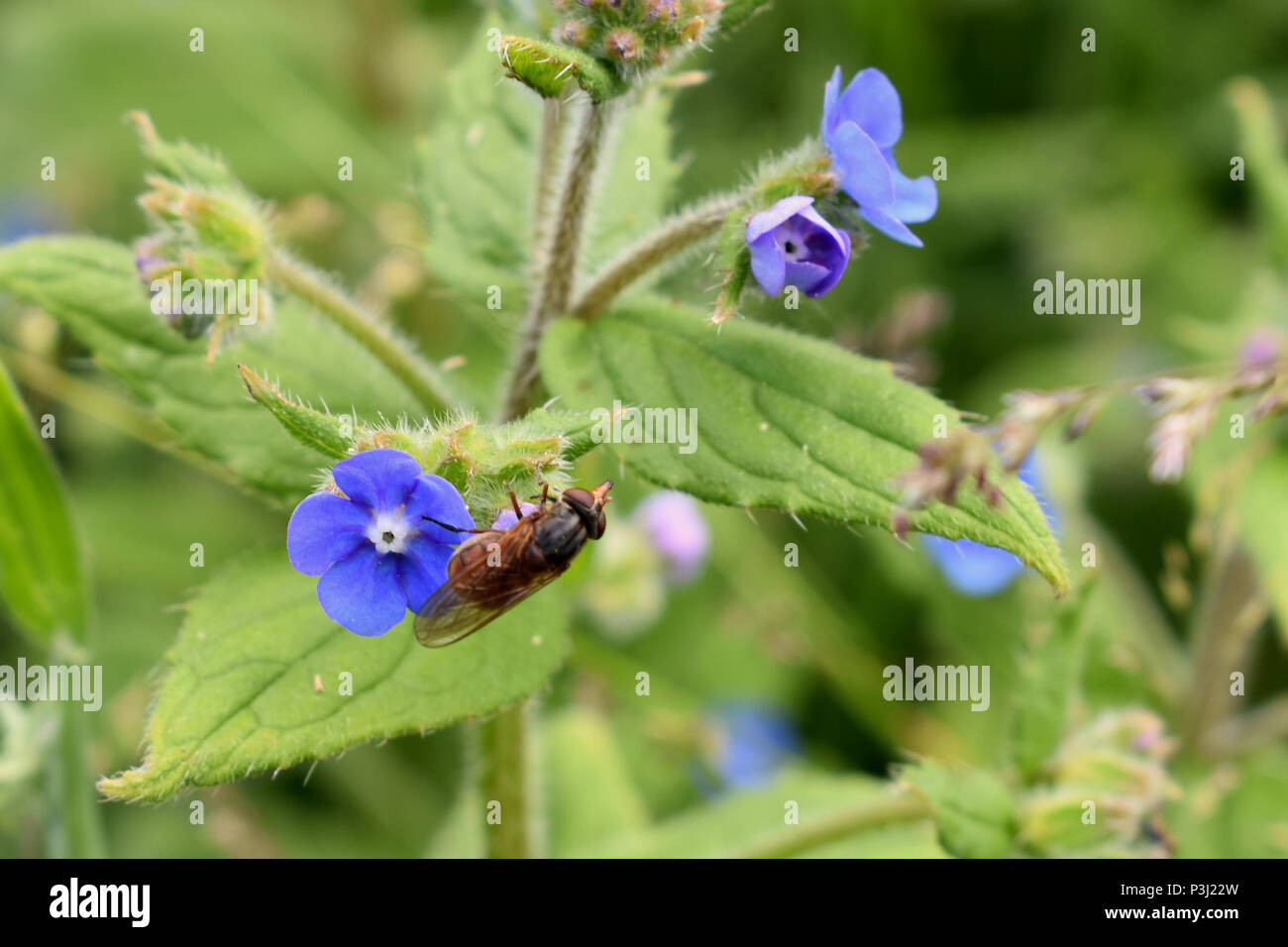 Fly on Small Blue Flowers Stock Photo - Alamy