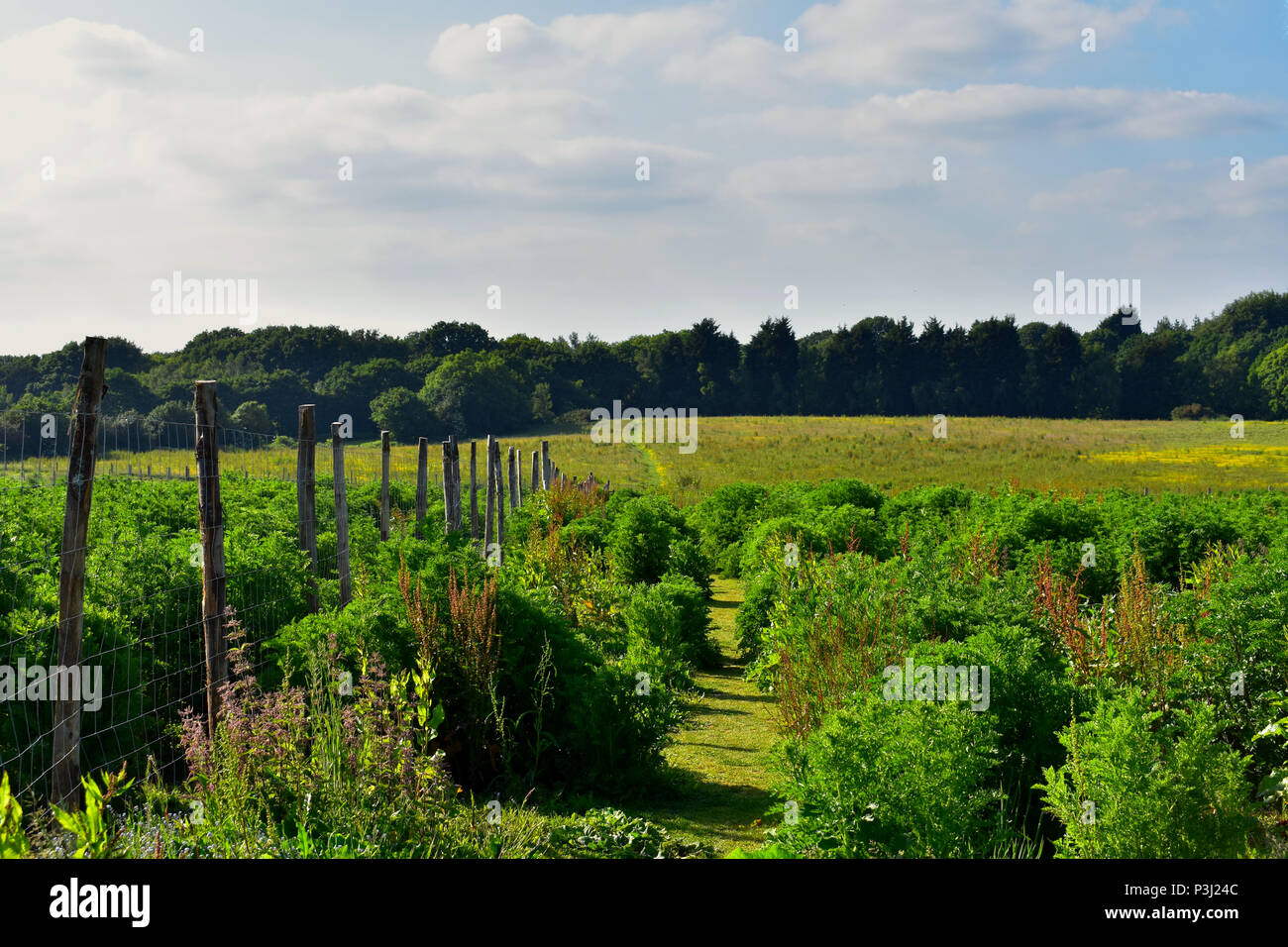 Landscape southern england hi-res stock photography and images - Alamy